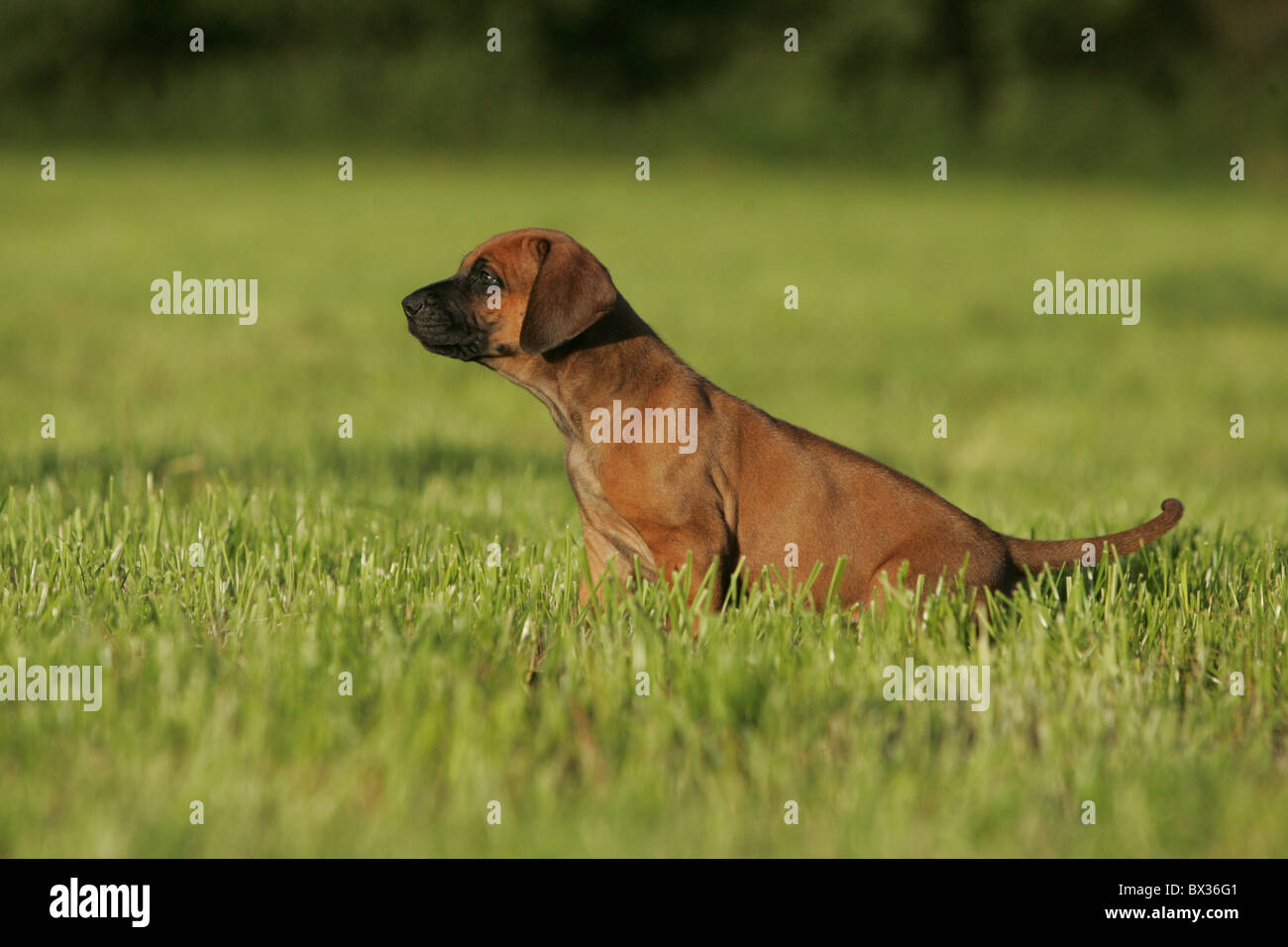 Rhodesian Ridgeback Puppy Stock Photo - Alamy