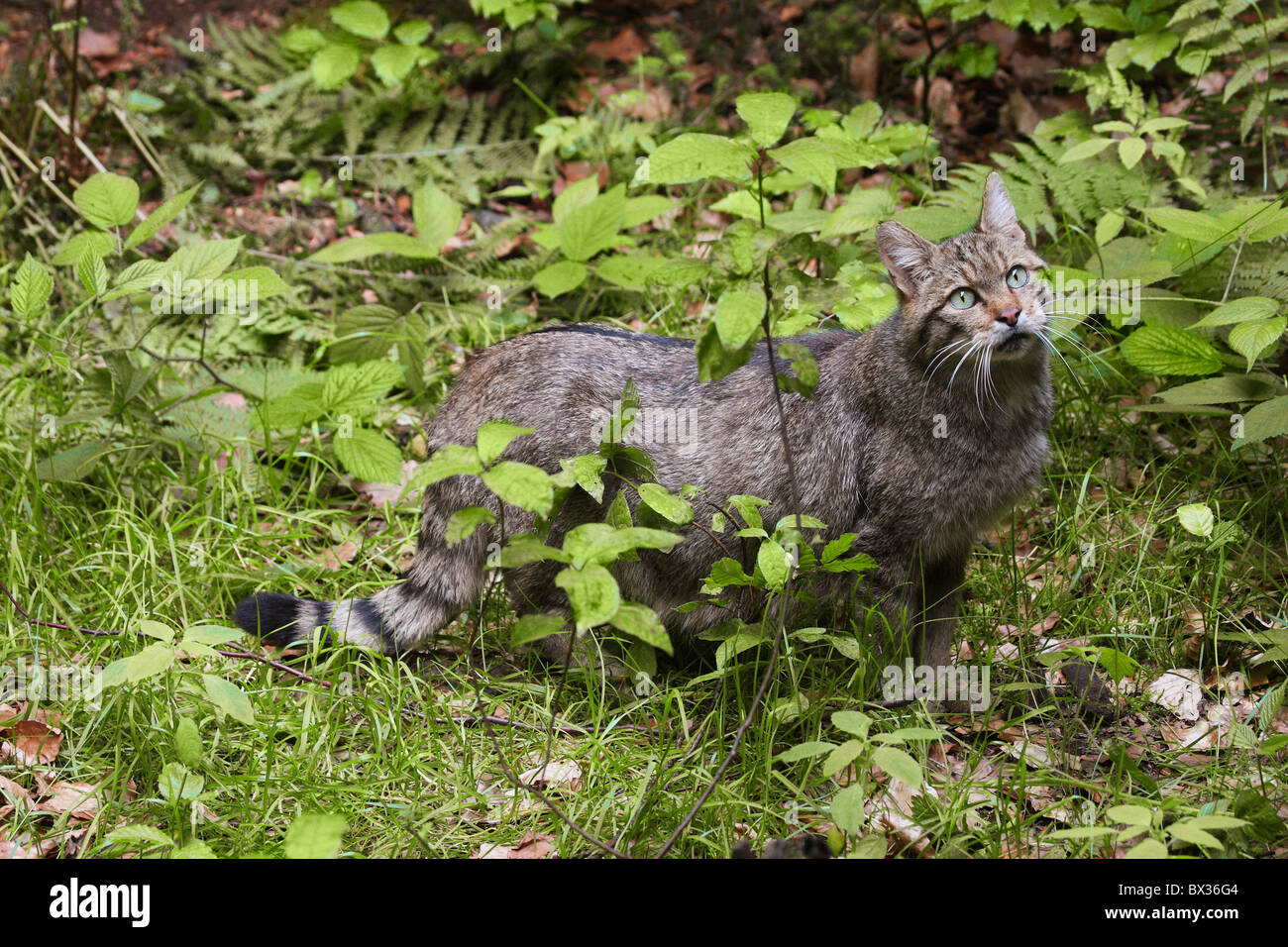 European wildcat meadow hi-res stock photography and images - Alamy