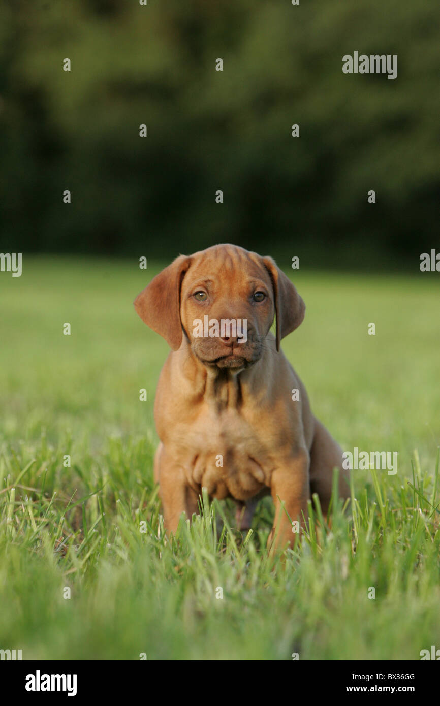 Rhodesian Ridgeback Puppy Stock Photo - Alamy