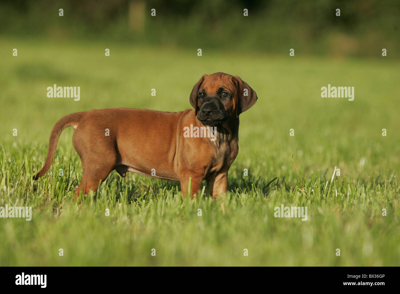 Rhodesian Ridgeback Puppy Stock Photo - Alamy