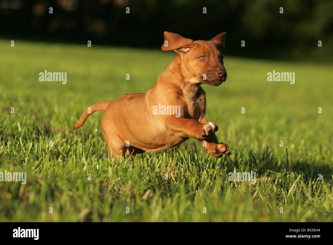Rhodesian Ridgeback Puppy Stock Photo - Alamy