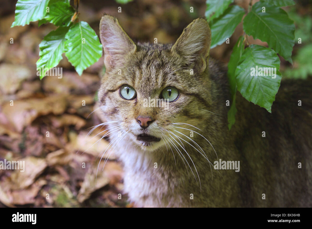 European Wildcat - portrait Stock Photo - Alamy