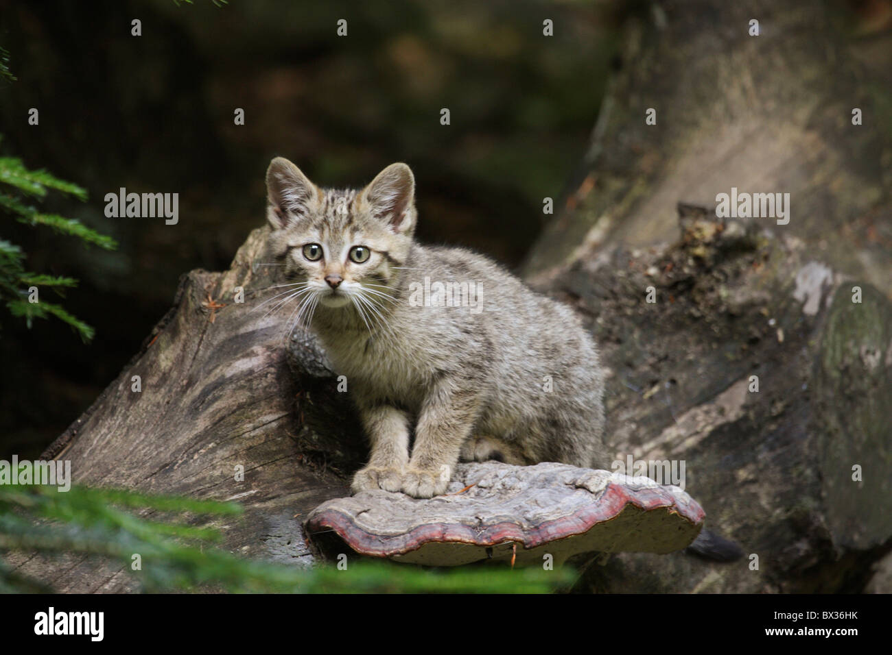 European Wildcat - cub Stock Photo - Alamy