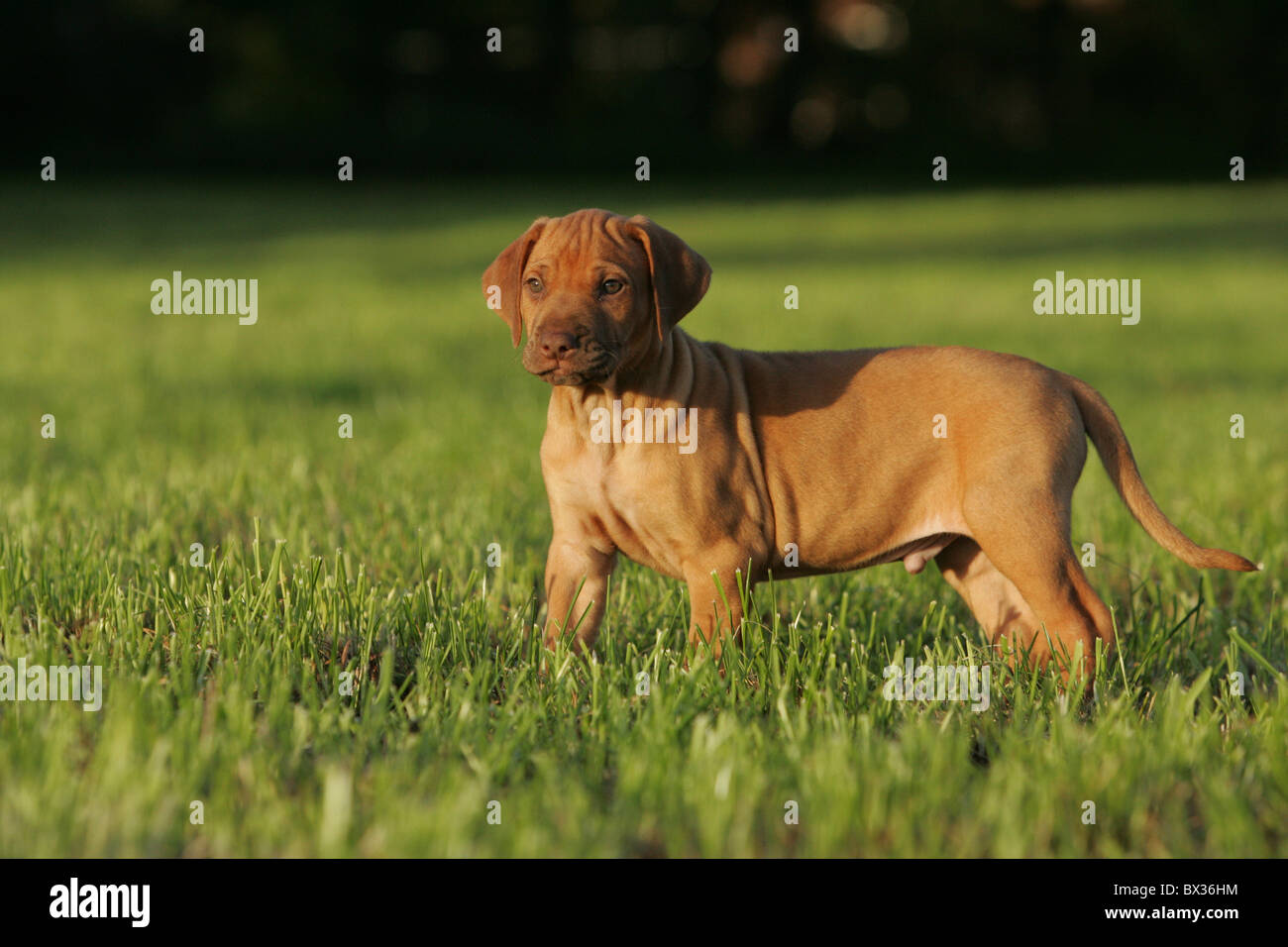 Rhodesian Ridgeback Puppy Stock Photo - Alamy