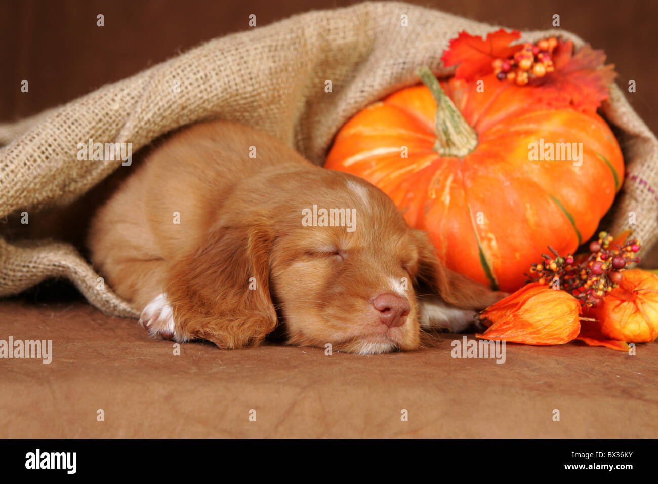 Baby pumpkin sleeping hi-res stock photography and images - Alamy