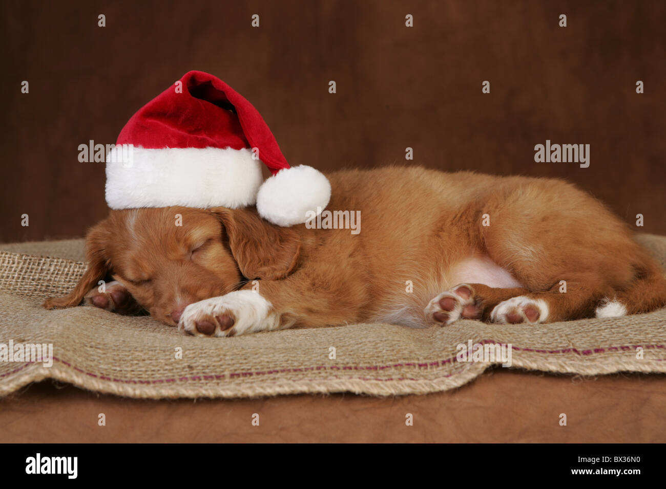 Tollers hi-res stock photography and images - Alamy