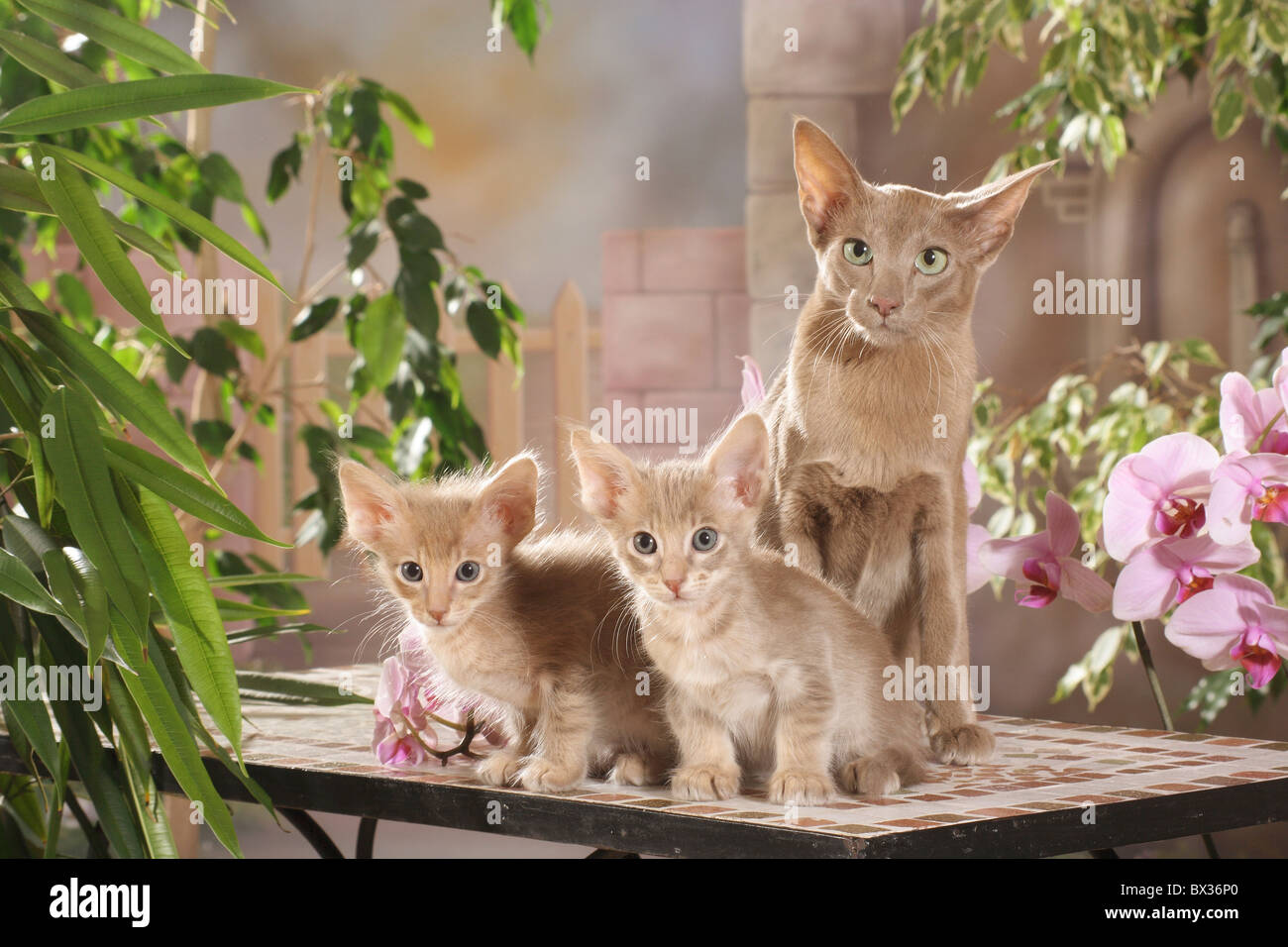 Javanese Kittens
