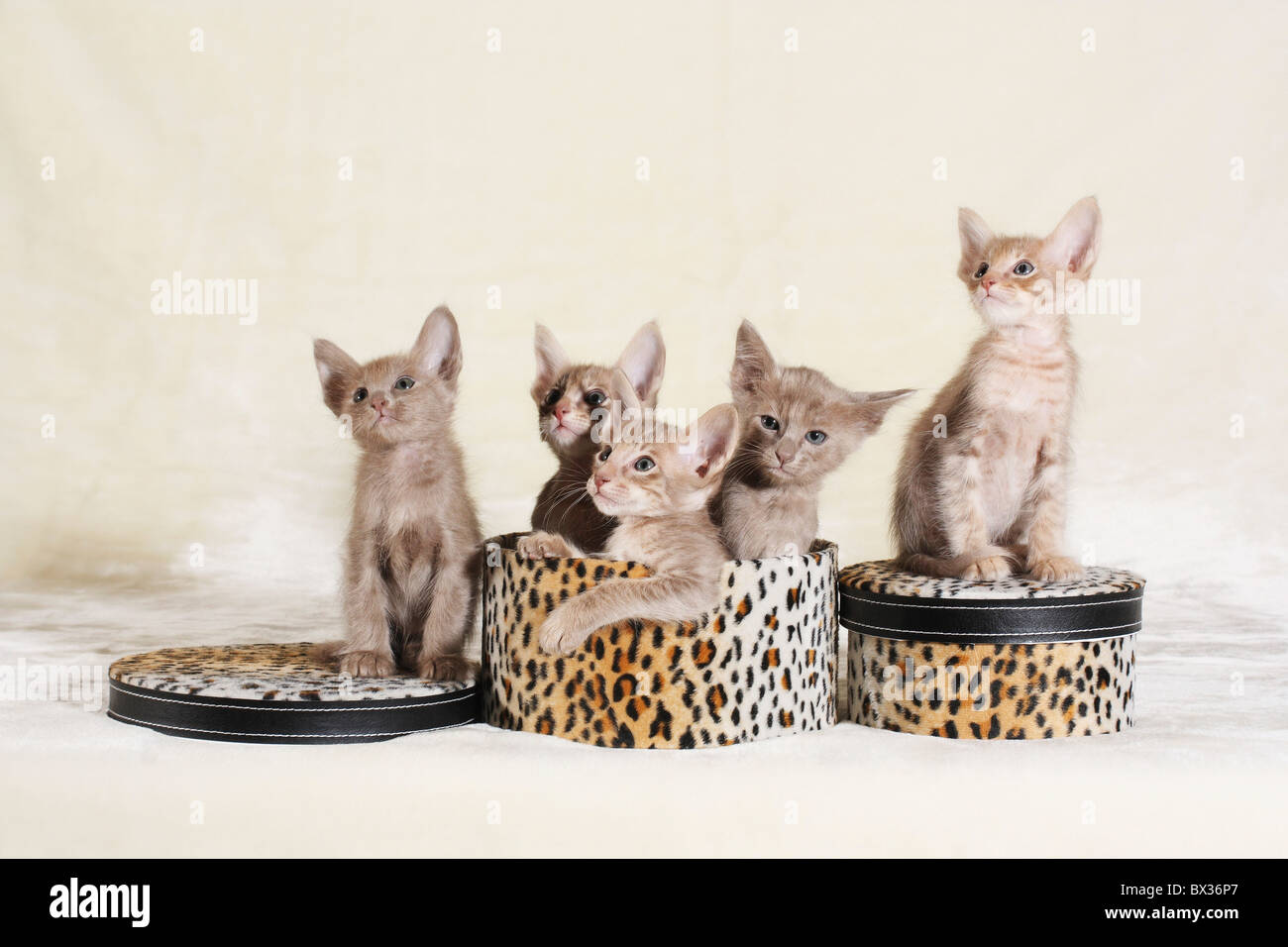 Javanese, Colorpoint Longhair. Five kittens in hat boxes Stock Photo ...
