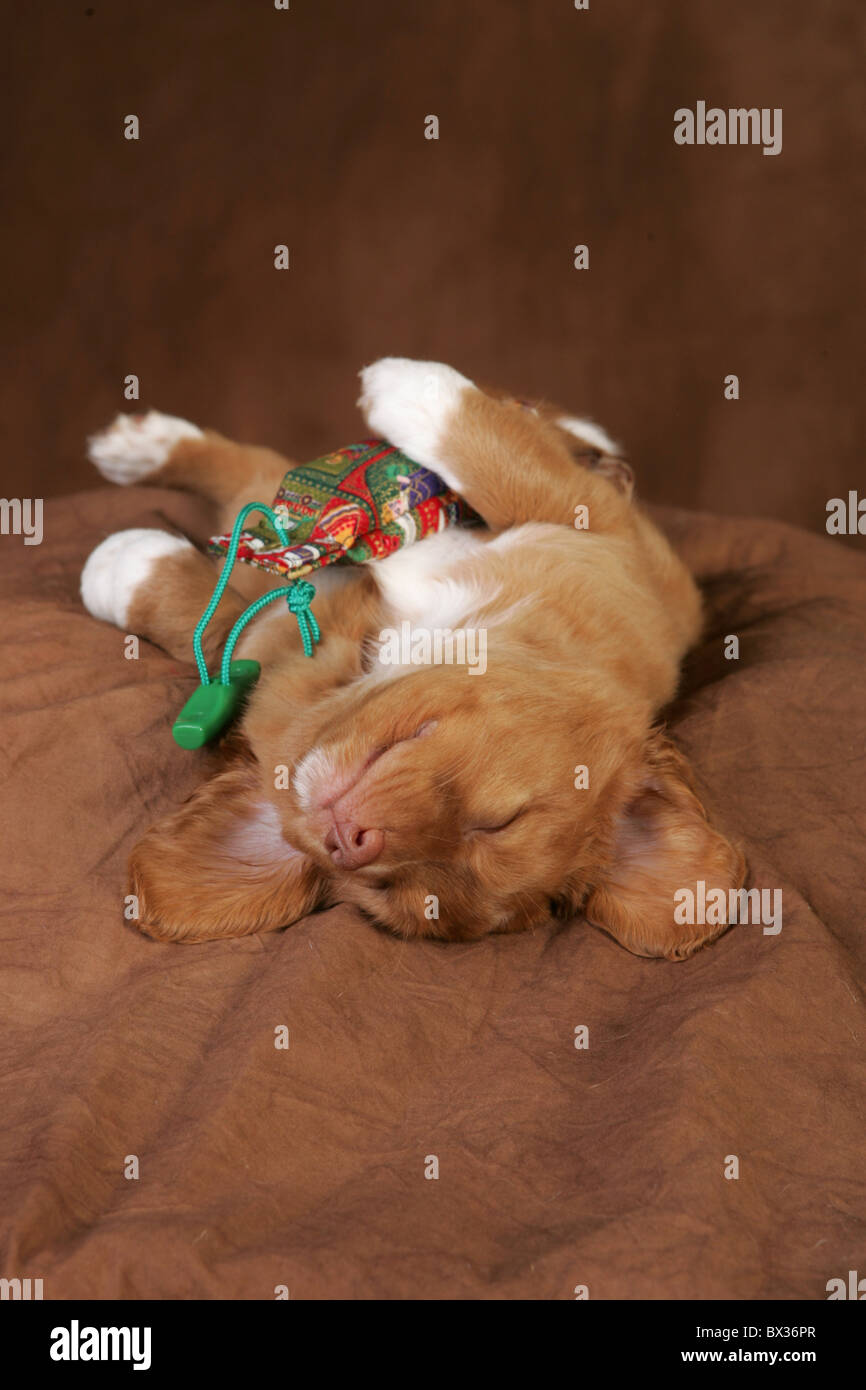 Tollers hi-res stock photography and images - Alamy