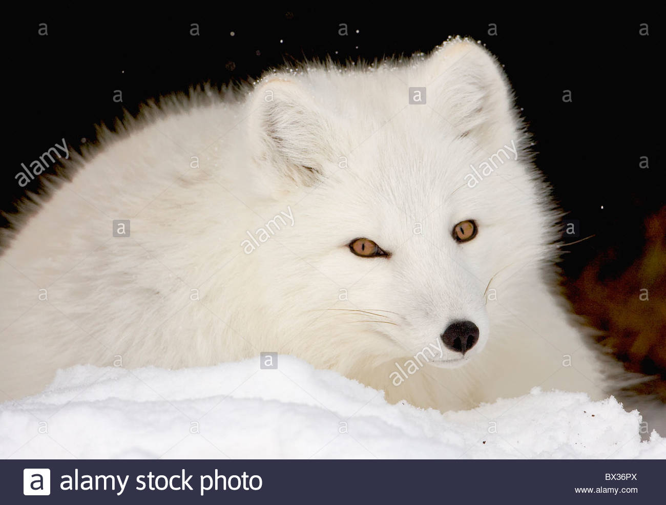 Arctic Fox Stock Photos & Arctic Fox Stock Images - Alamy