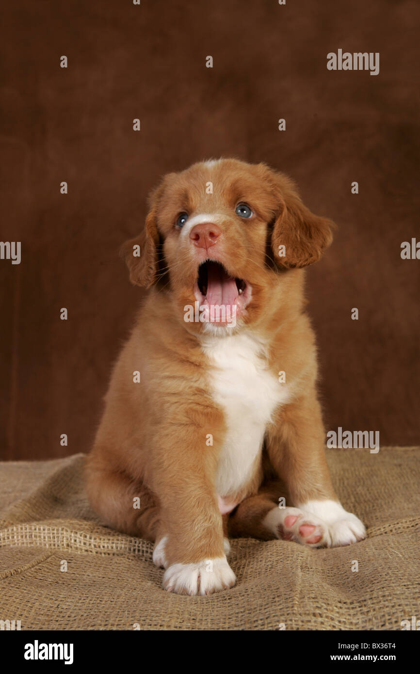 Tollers hi-res stock photography and images - Alamy