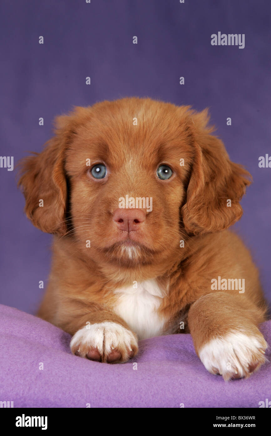 Tollers hi-res stock photography and images - Alamy