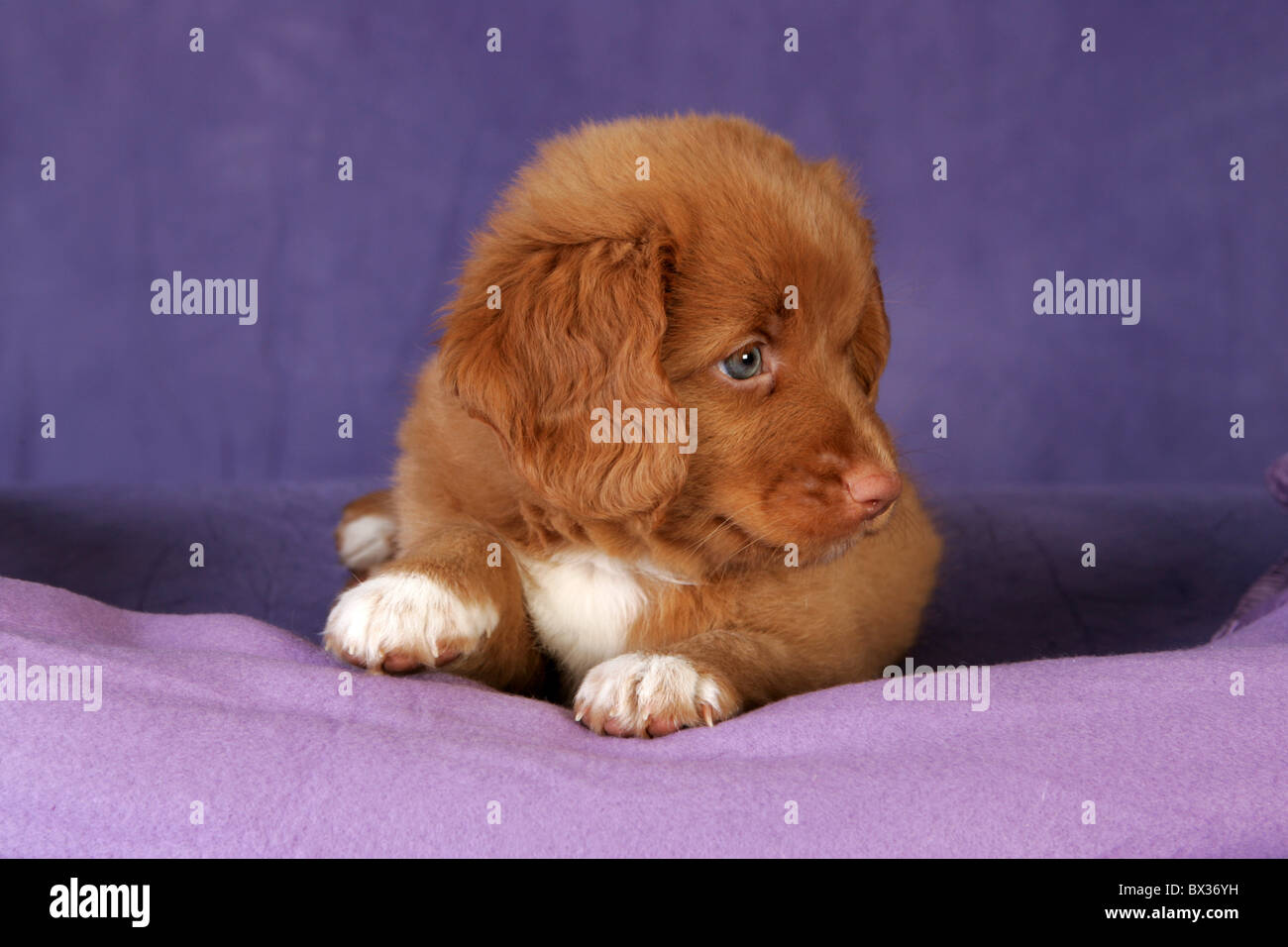 Tollers hi-res stock photography and images - Alamy