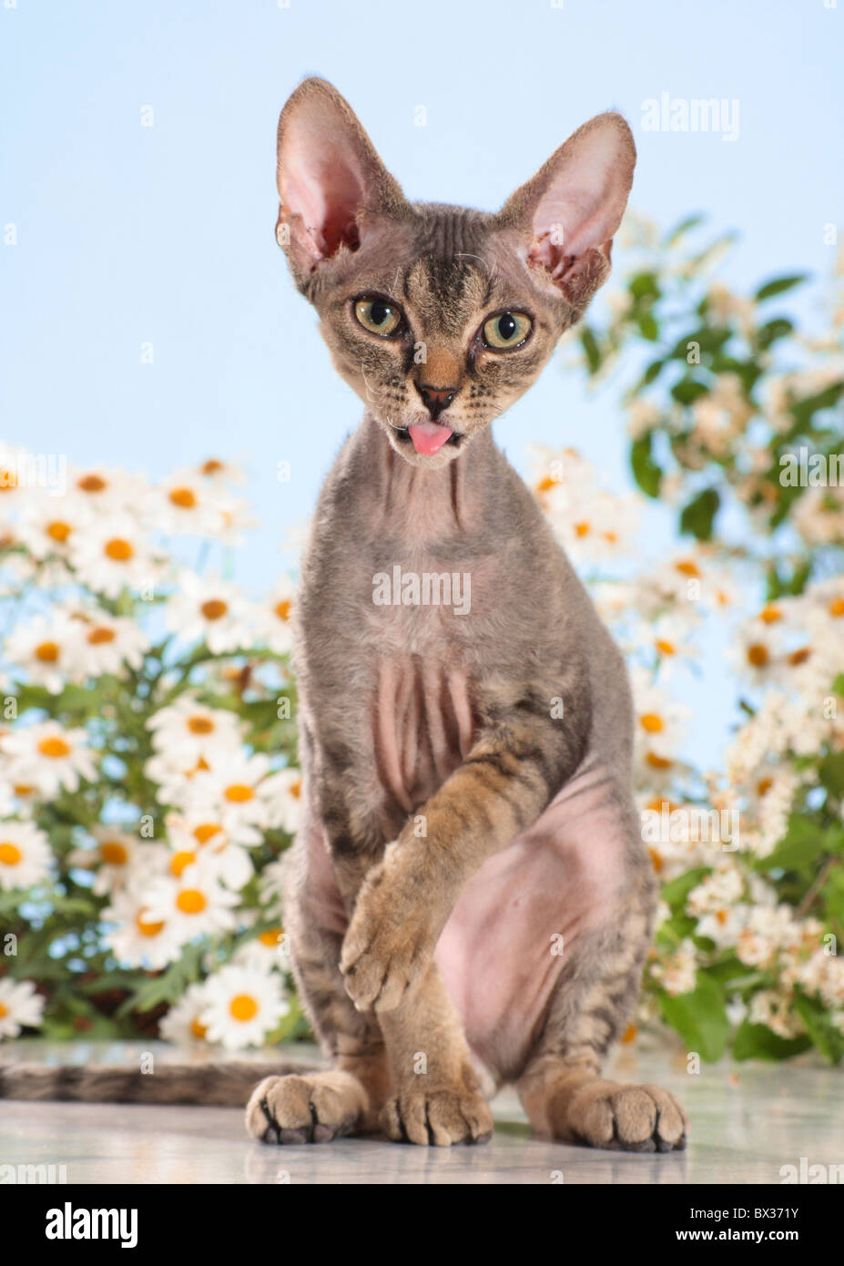 Devon Rex cat - sitting Stock Photo - Alamy