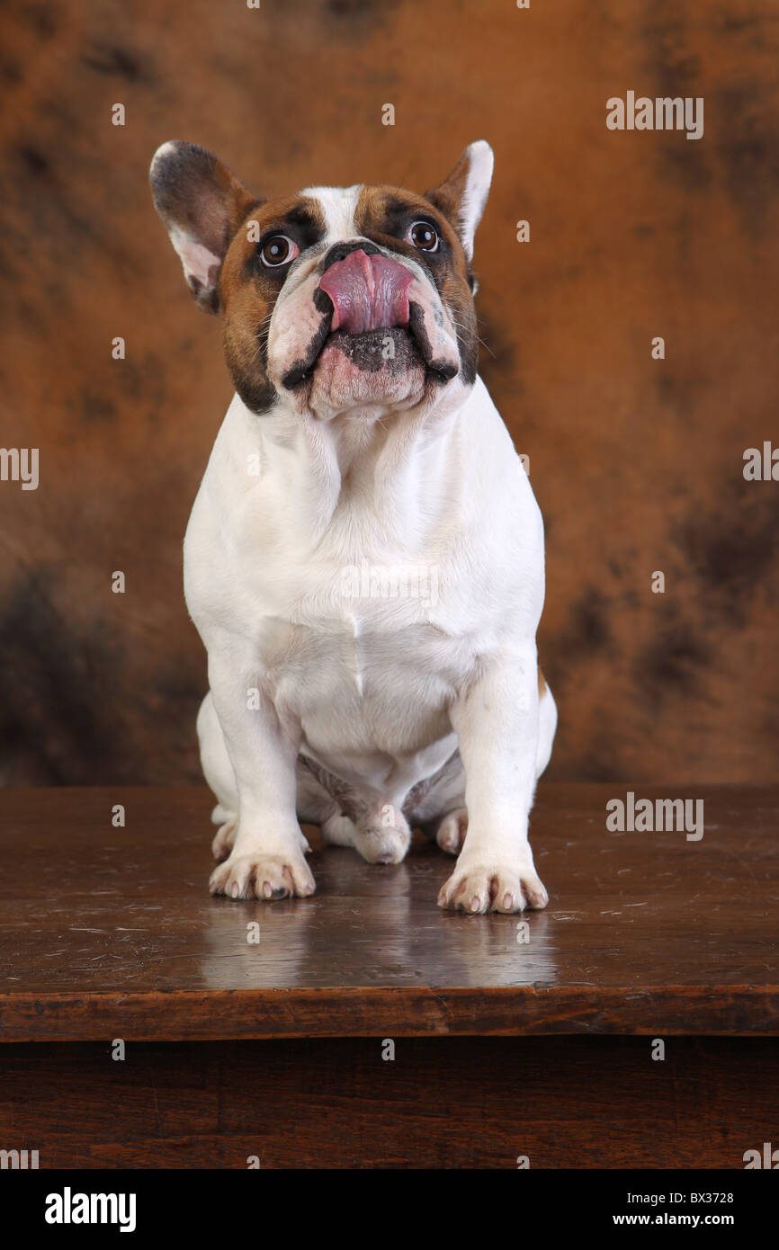 Pied french bulldog hi-res stock photography and images - Alamy