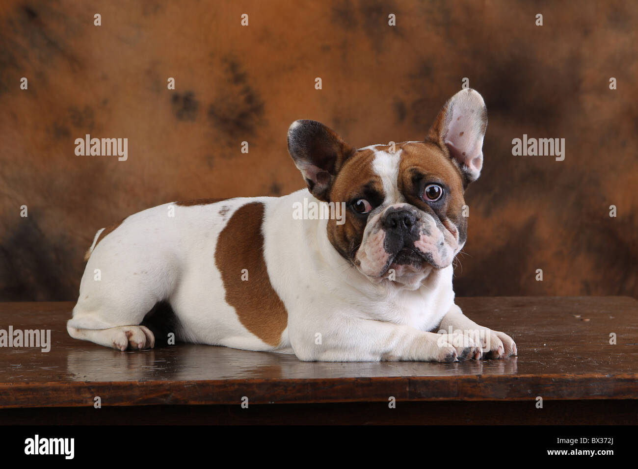 Pied french bulldog hi-res stock photography and images - Alamy