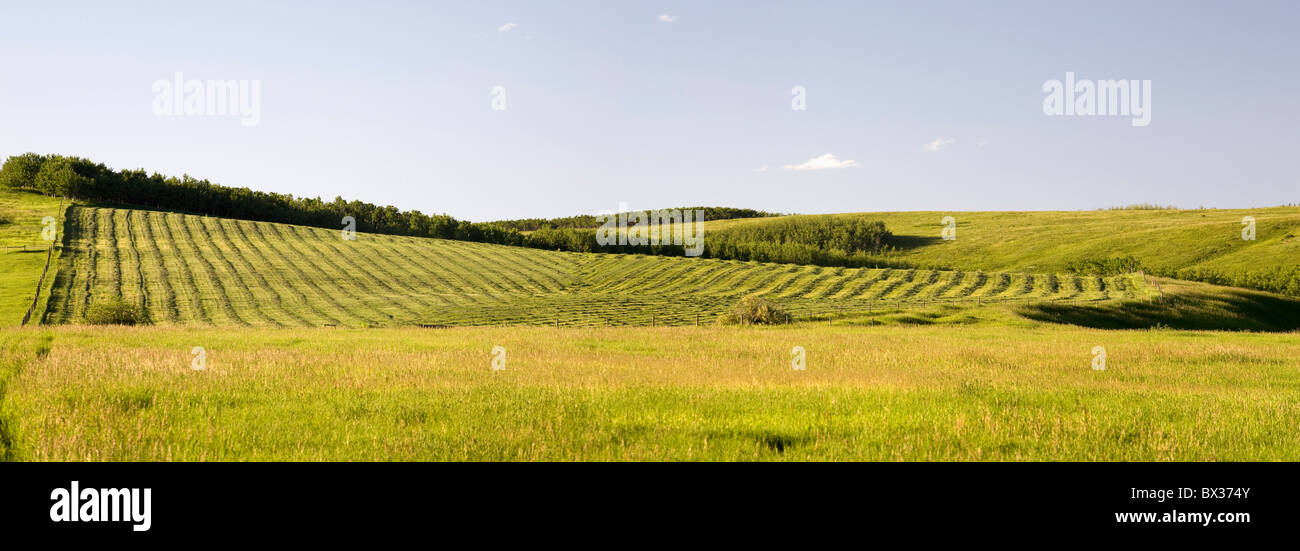 Cut Hay Field On A Rolling Hillside; Calgary, Alberta, Canada Stock ...