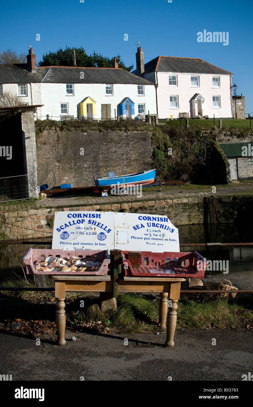 Cornish scallop shells and sea urchins stall at Charlestown,Cornwall ...
