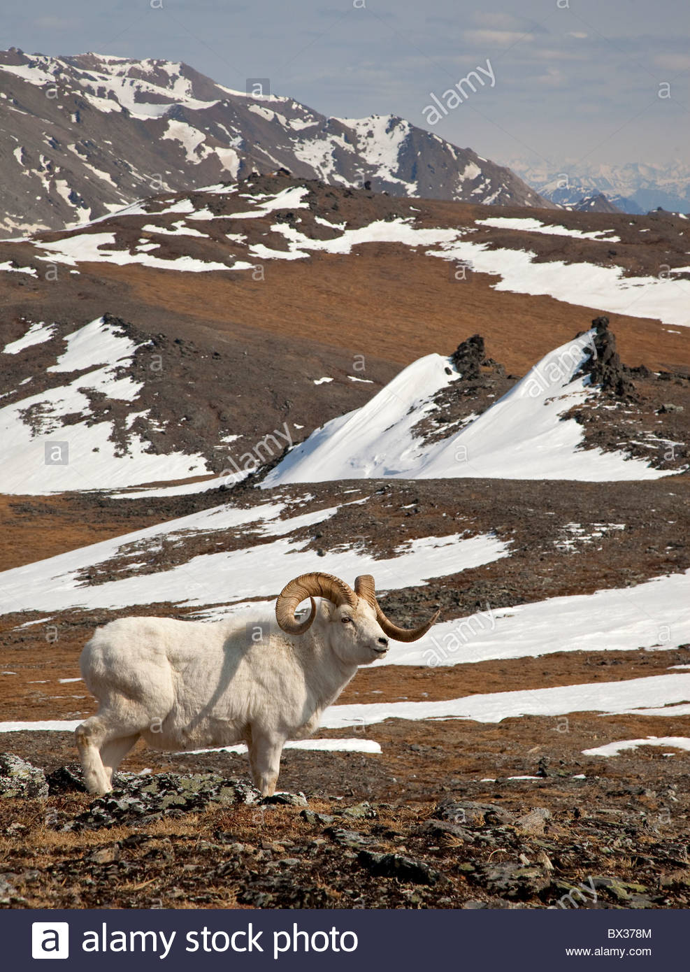 Dall Sheep Hunting High Resolution Stock Photography and Images - Alamy
