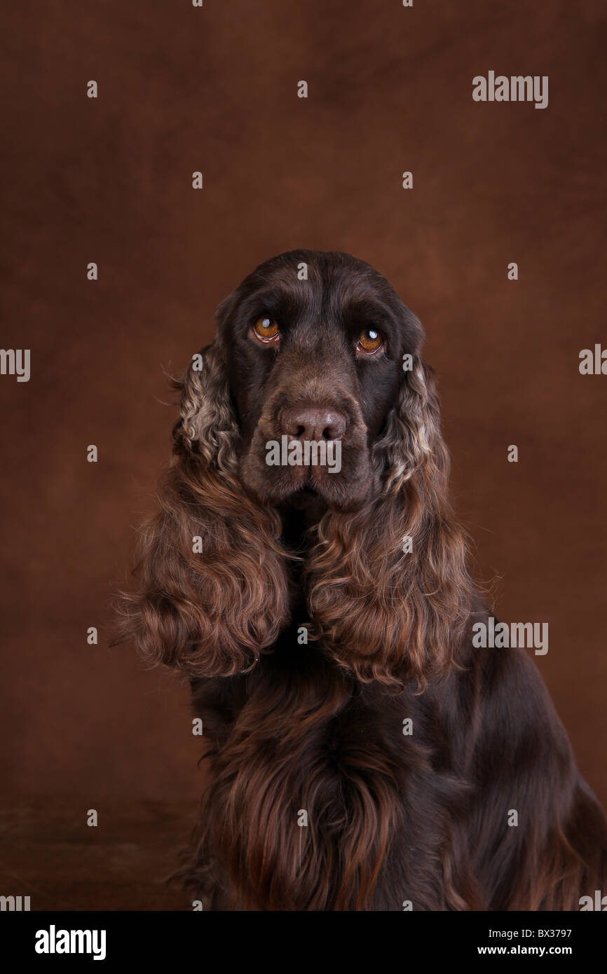 English Cocker Spaniel Portrait Stock Photo - Alamy