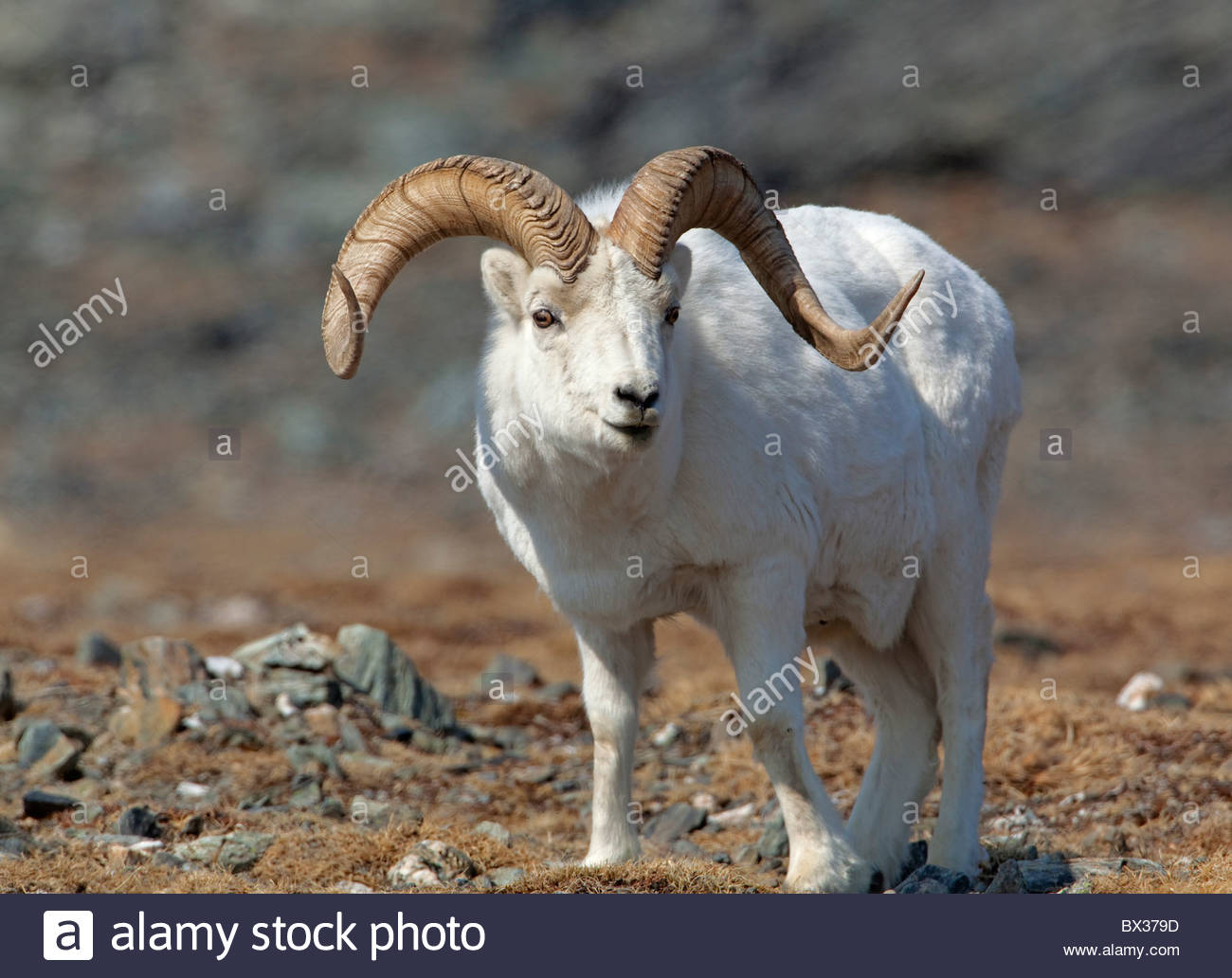 Dall Sheep Hunting High Resolution Stock Photography and Images - Alamy