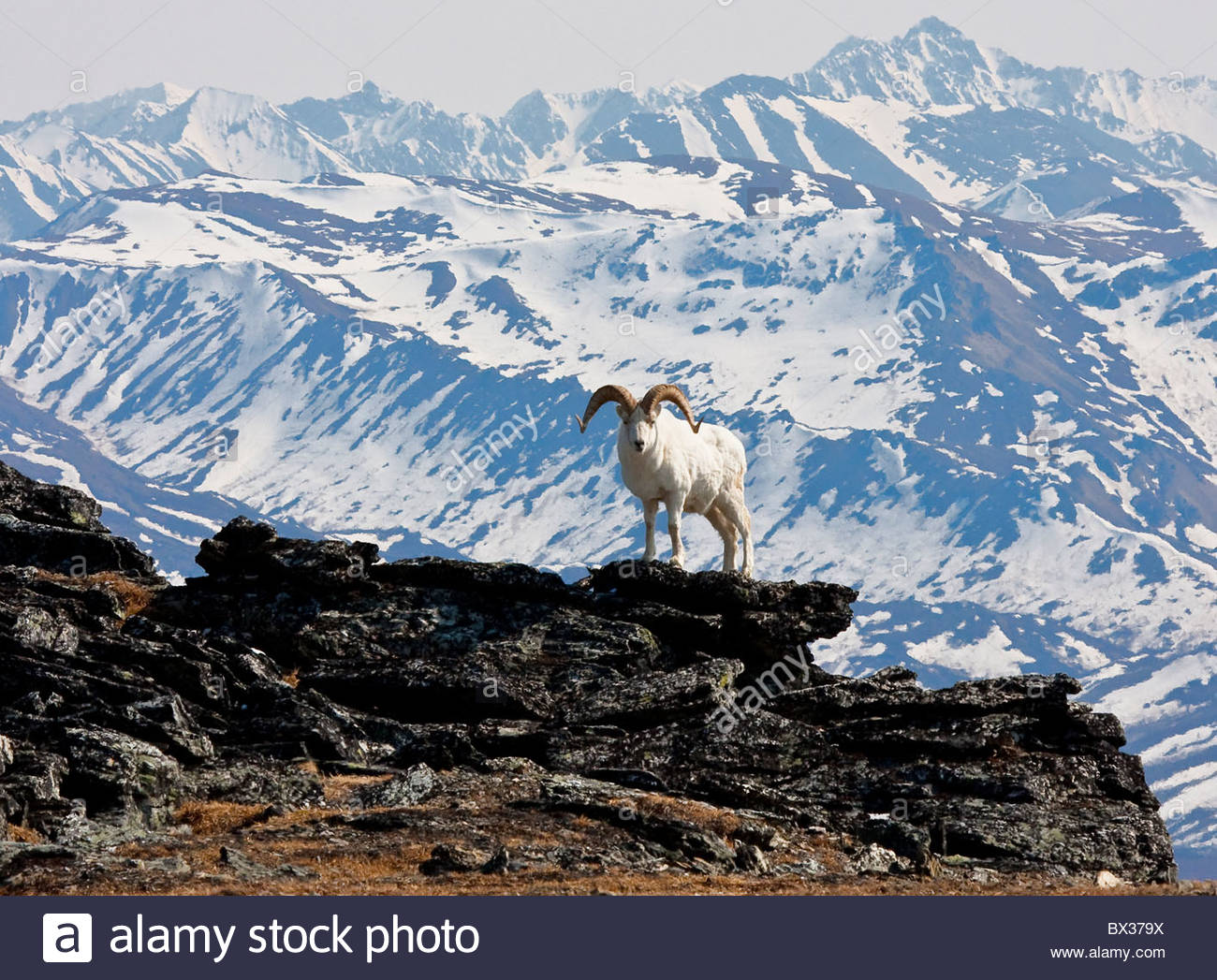 Alaska. Dall sheep (Orvis dalli) full curl ram with Mt Healy and Stock ...