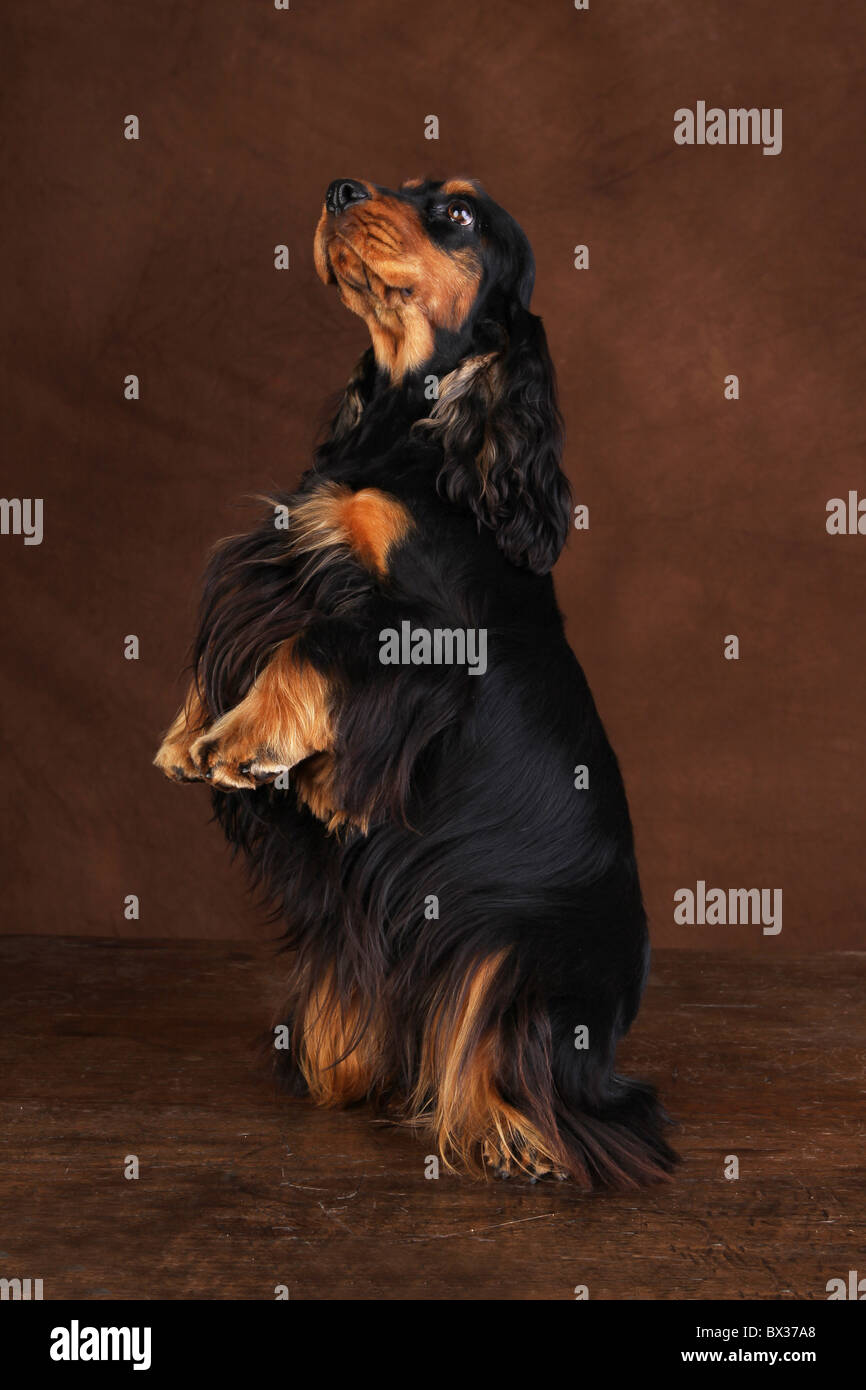 English Cocker Spaniel shows trick Stock Photo - Alamy