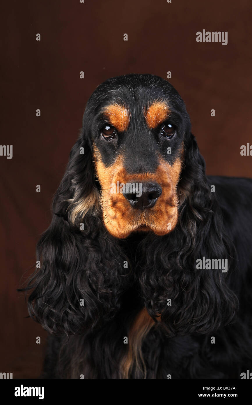 English Cocker Spaniel Portrait Stock Photo - Alamy