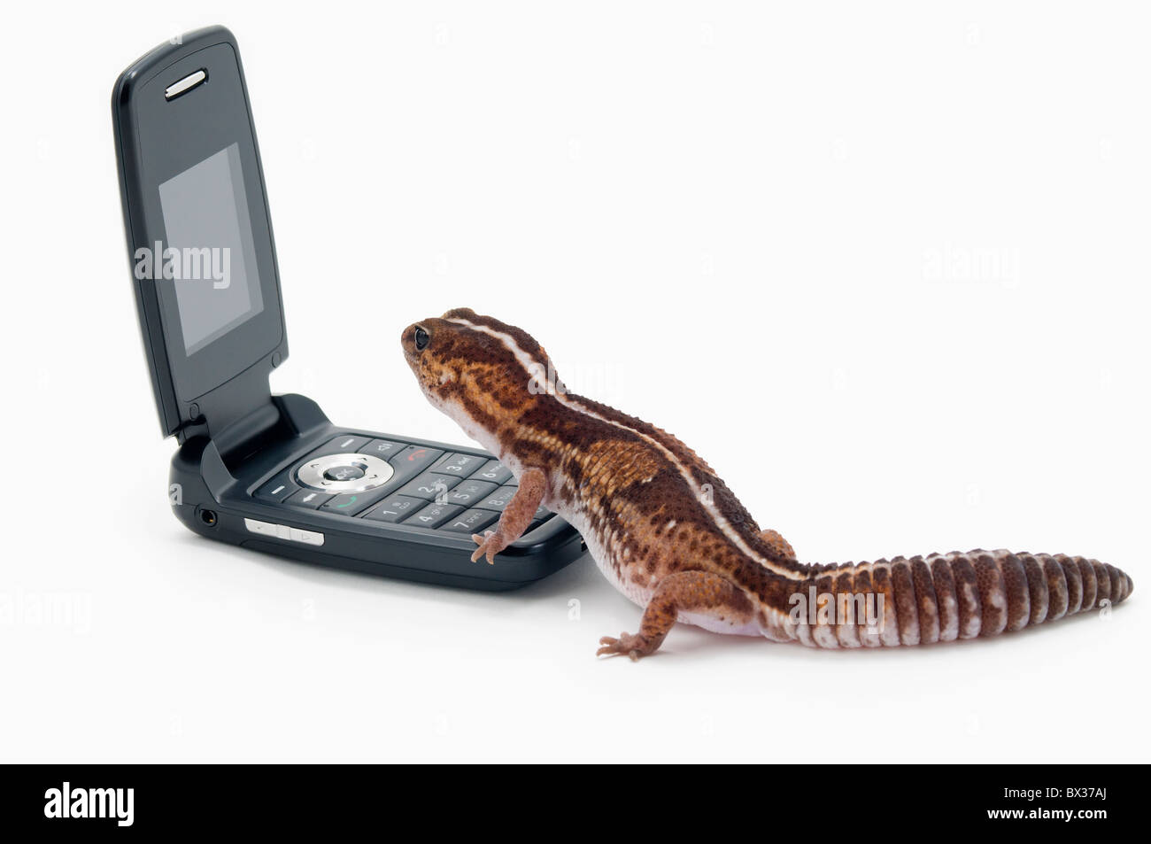 African Fat-Tailed Gecko Using A Cellphone Stock Photo - Alamy