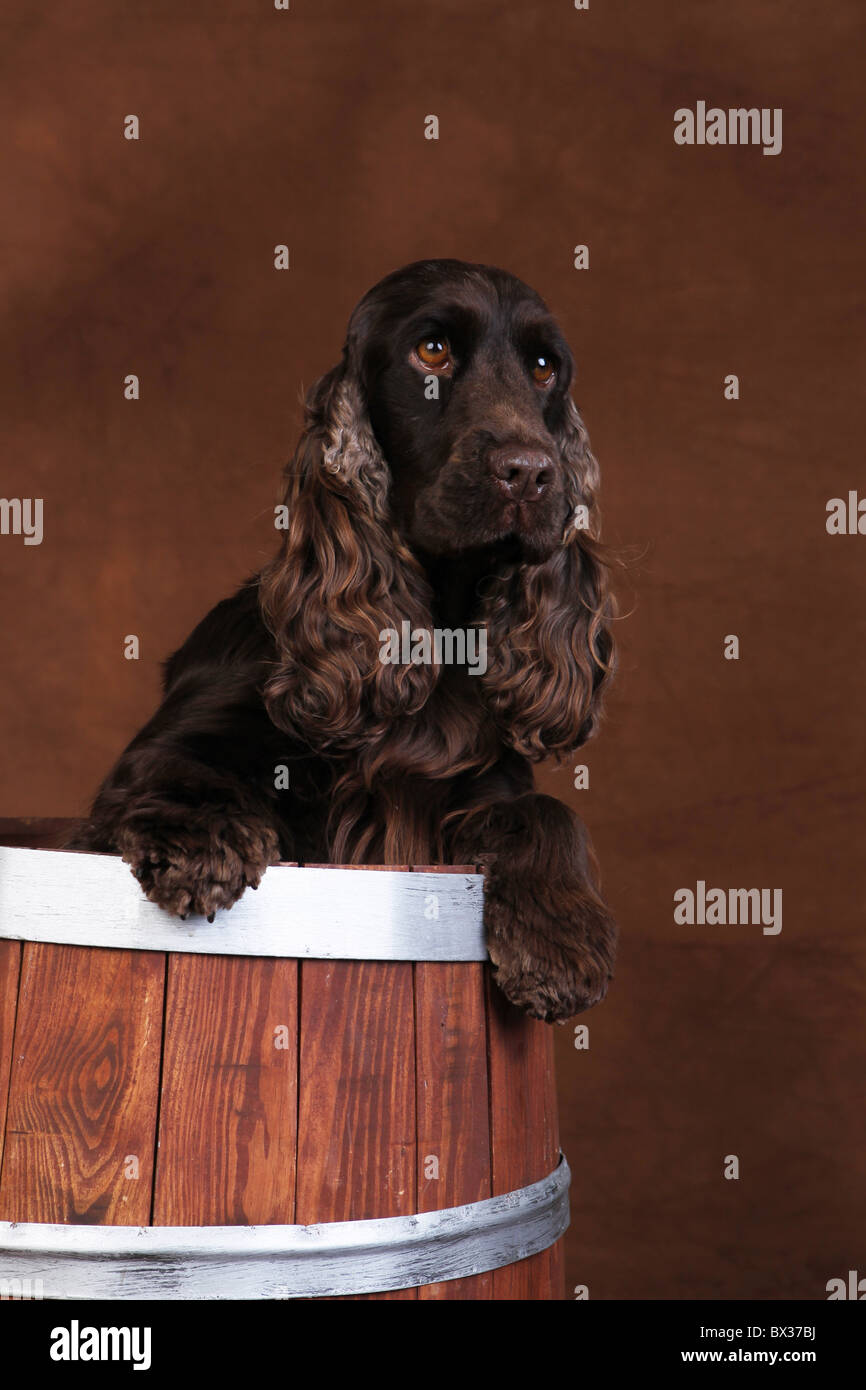 English Cocker Spaniel Stock Photo - Alamy