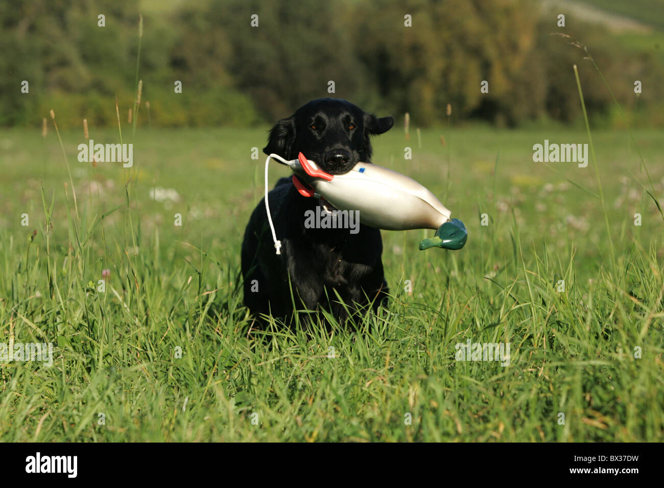 Flat Coated Retriever retrieves Dummy Stock Photo - Alamy