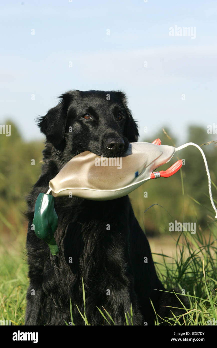 Flat Coated Retriever retrieves Dummy Stock Photo - Alamy