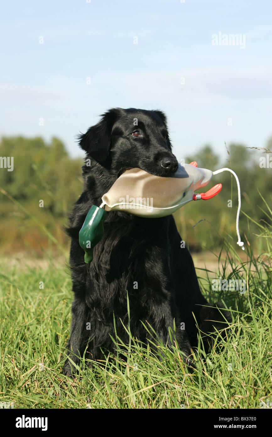 Flat Coated Retriever retrieves Dummy Stock Photo - Alamy