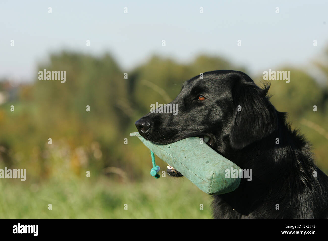 Flat Coated Retriever retrieves Dummy Stock Photo - Alamy