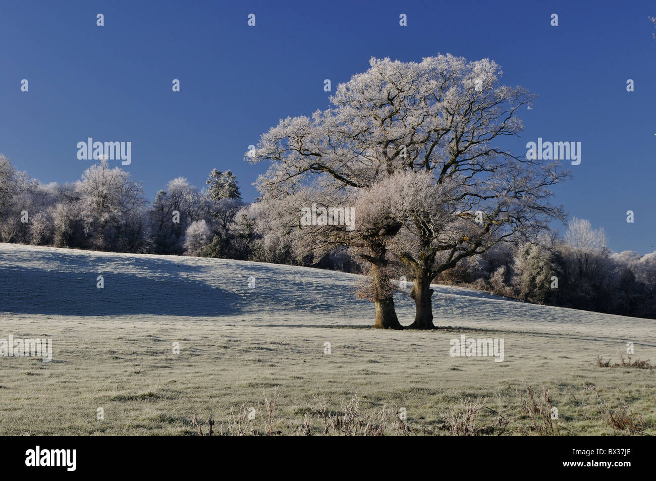 Frost and ice covered trees Stock Photo - Alamy