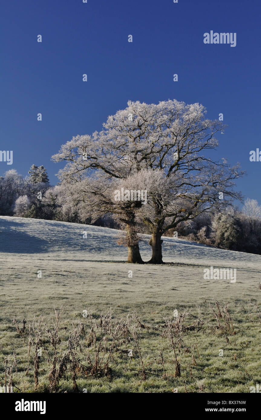 Frost and ice covered trees Stock Photo - Alamy