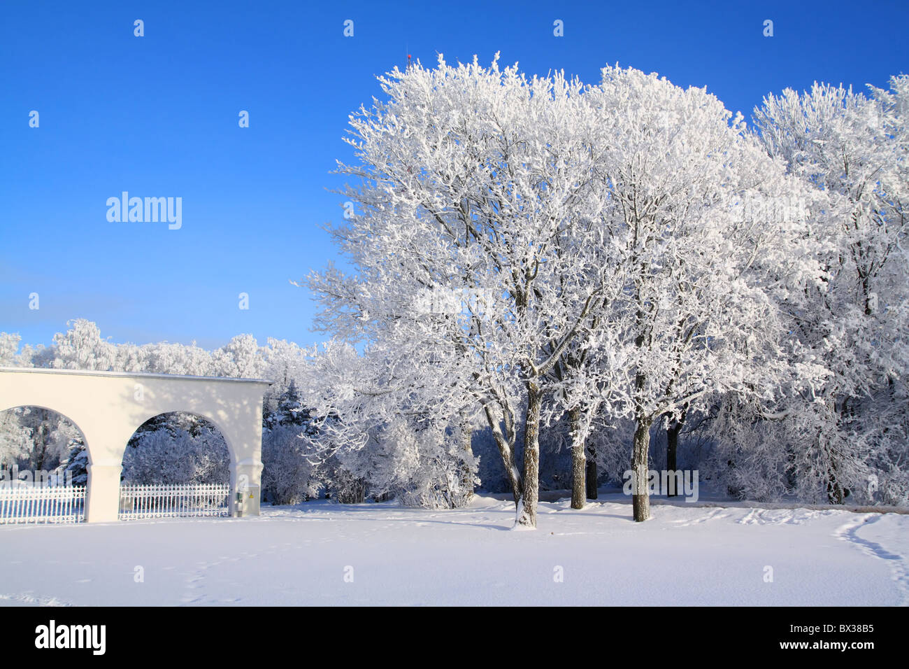 tree in snow Stock Photo - Alamy