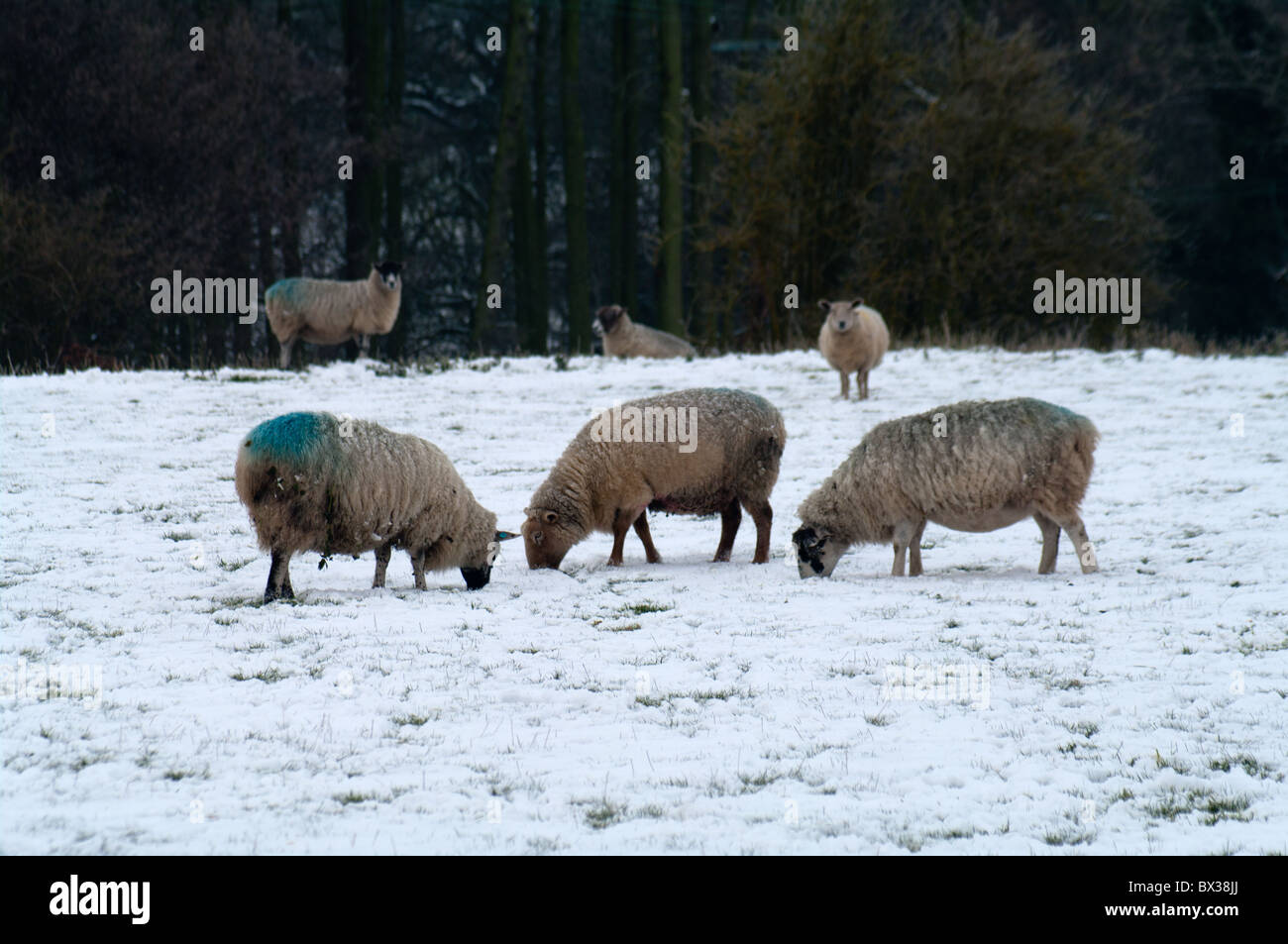 sheep feeding through the snow Stock Photo - Alamy