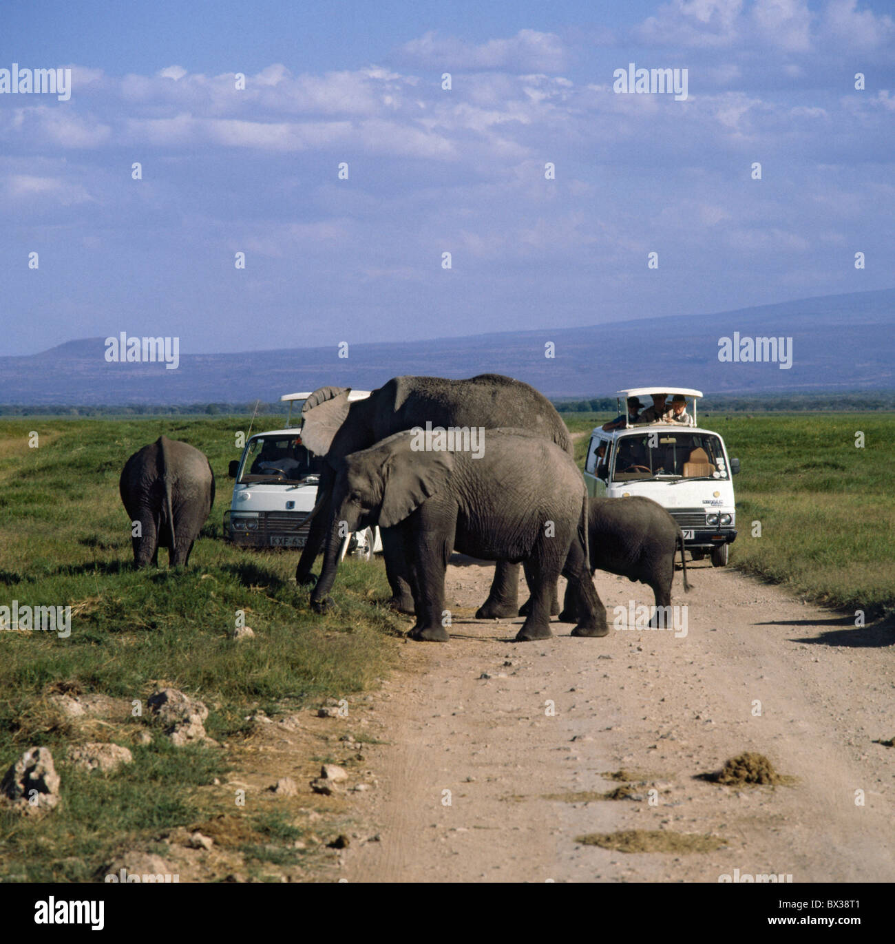 African elephants group young animals penalty safari street animals ...