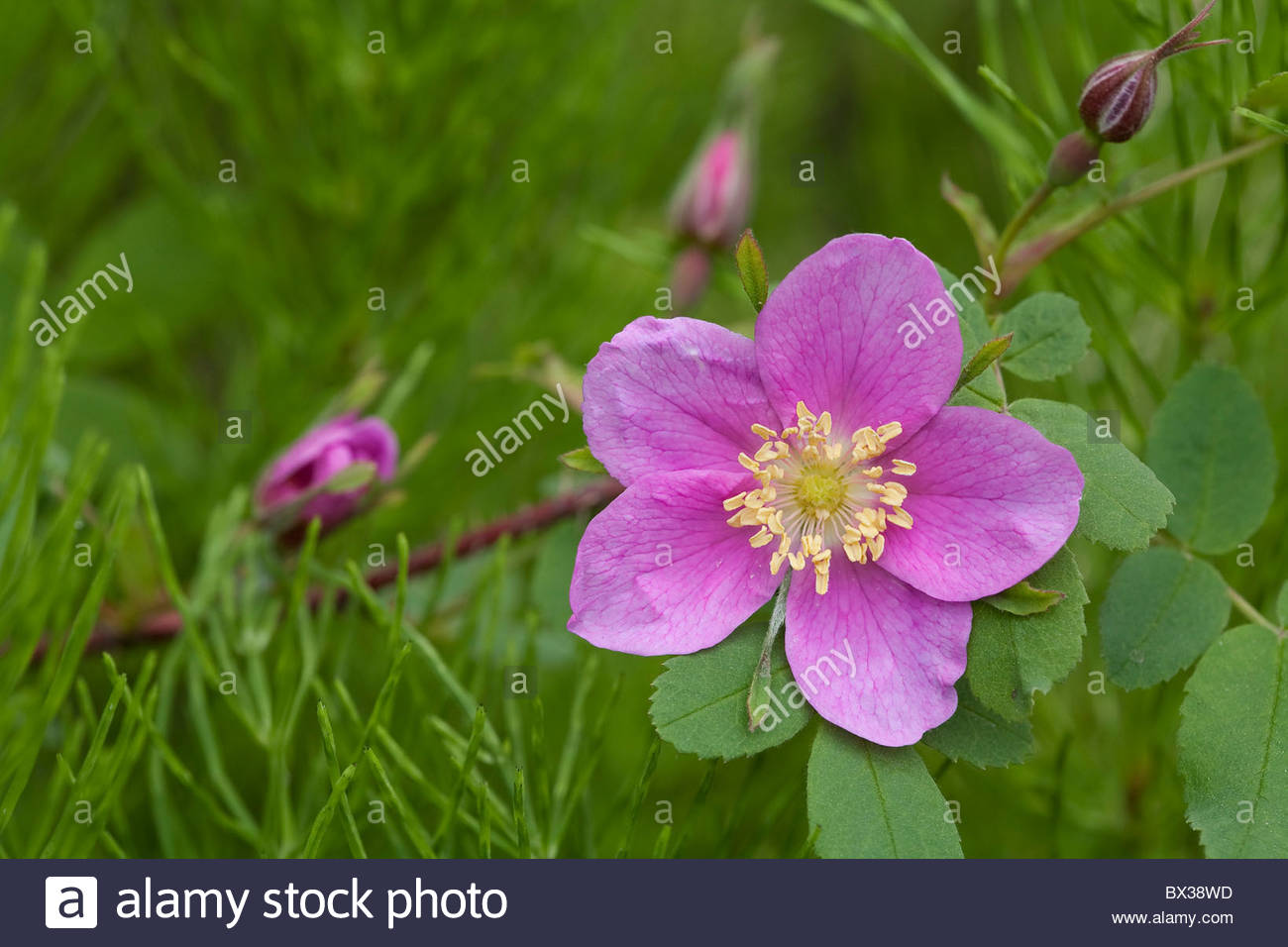 Prickly Rose Stock Photos & Prickly Rose Stock Images - Alamy