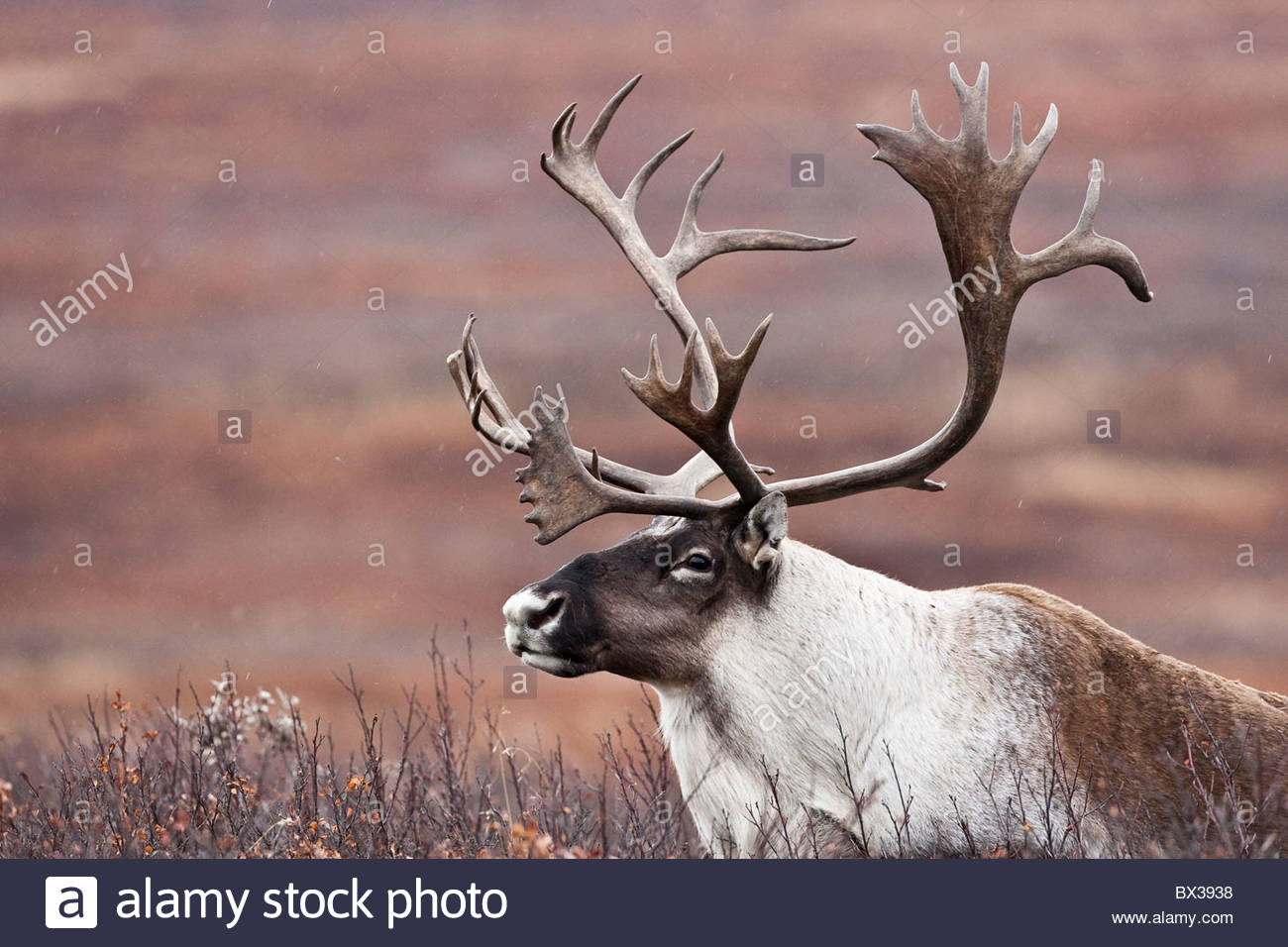 Caribou Close Up Head Stock Photos & Caribou Close Up Head Stock Images - Alamy