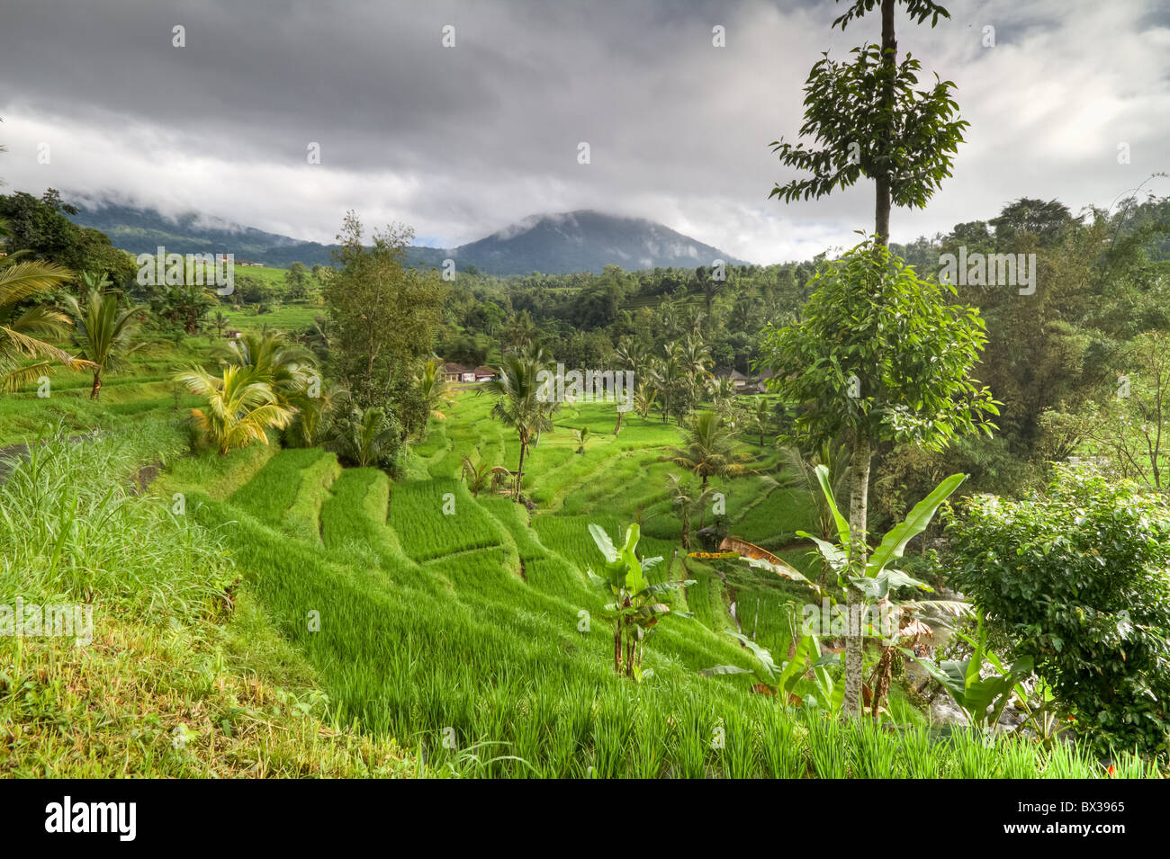 typical terrace rice fields of Bali, Indonesia Stock Photo - Alamy