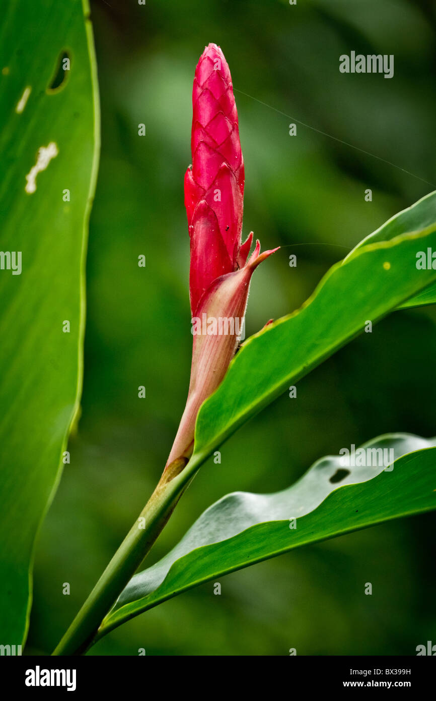blooming palm in rainforest Stock Photo - Alamy