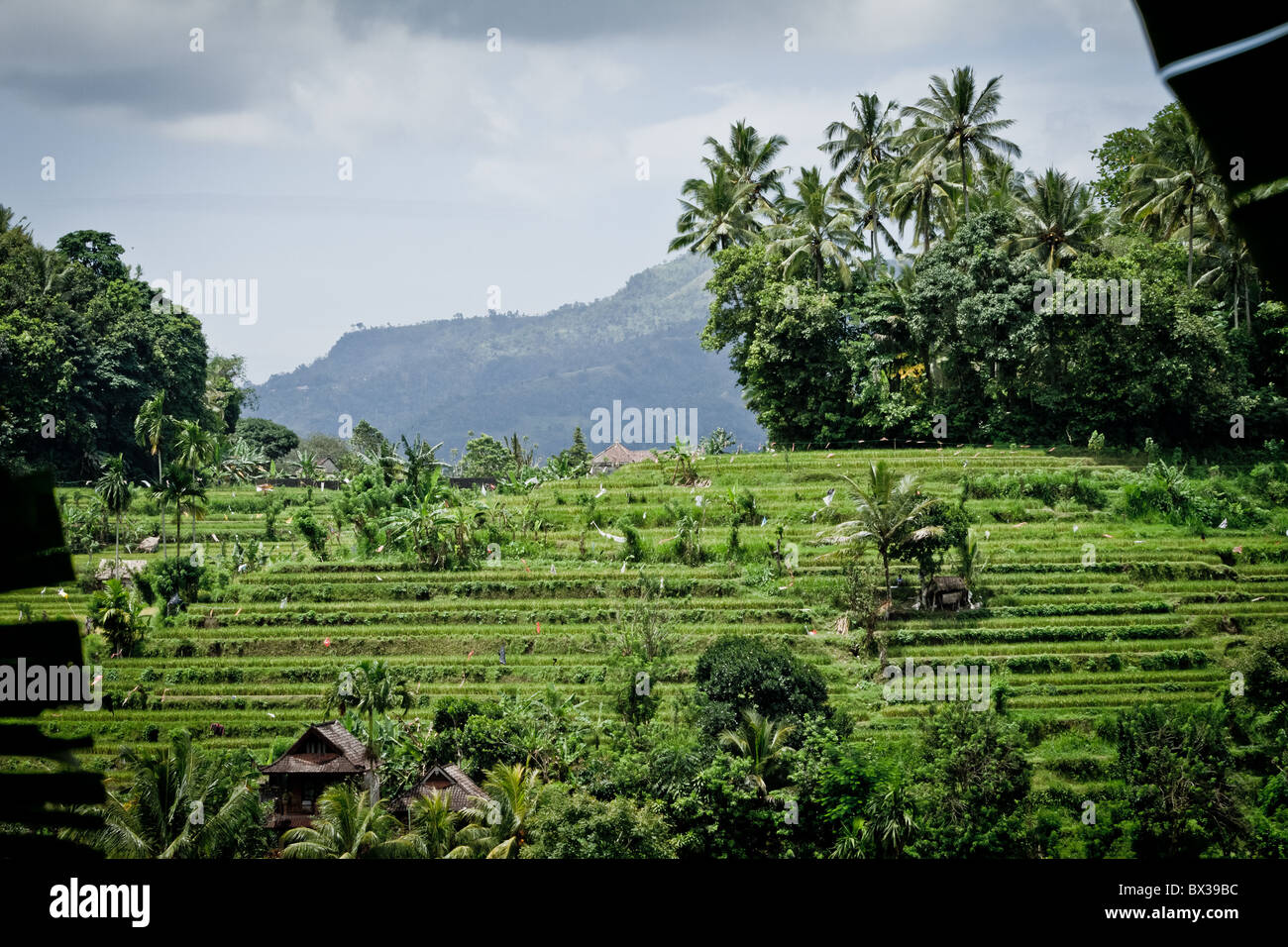 typical terrace rice fields of Bali, Indonesia Stock Photo - Alamy