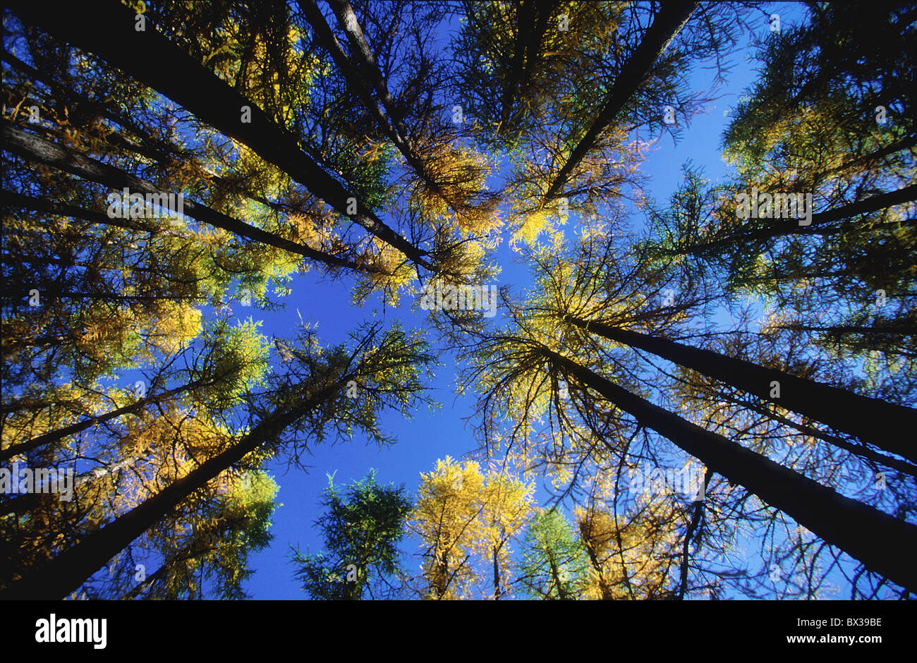 larch Larix decidua mill tree wood frog perspective frog perspective ...