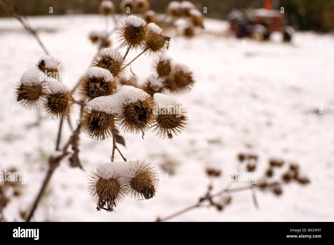 Teazle teazles hi-res stock photography and images - Alamy