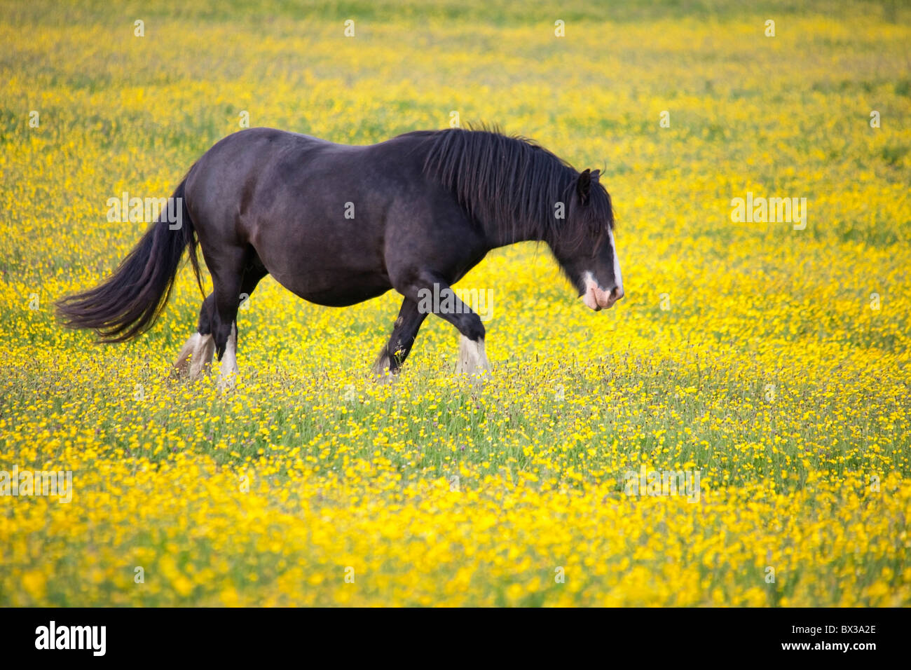 A Horse Walking In A Field Of Yellow Flowers Stock Photo - Alamy
