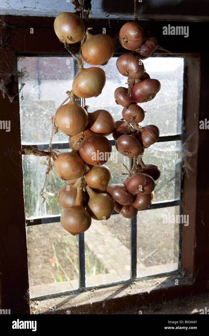 string of onions in garden shed Stock Photo - Alamy