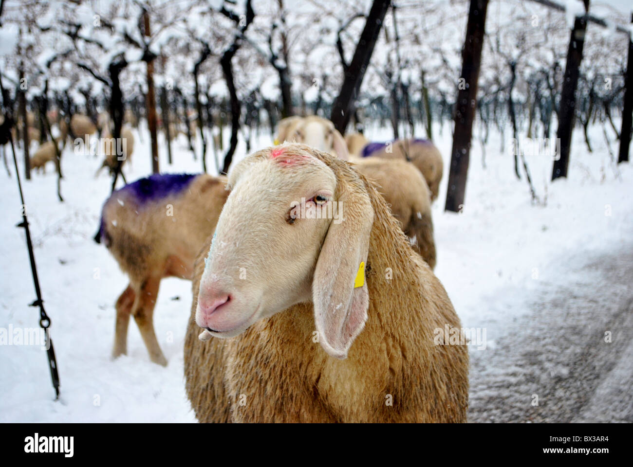 sheep in the cold winter in the snowy countryside Stock Photo - Alamy