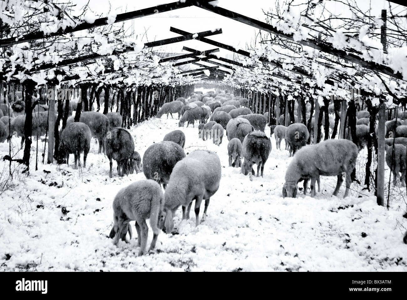 Sheep eating in snow hi-res stock photography and images - Alamy